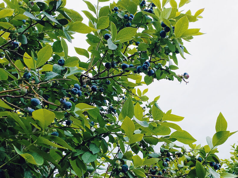 News & Updates - Fritts Berry Farm | DeMotte, Indiana Blueberry Farm